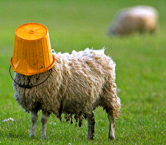 Dumb sheep | Squinting through Fog ("The Fog Blog")